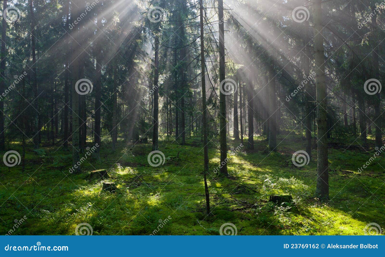 Sunbeam Entering Pruce Coniferous Stand Stock Photo - Image of light ...