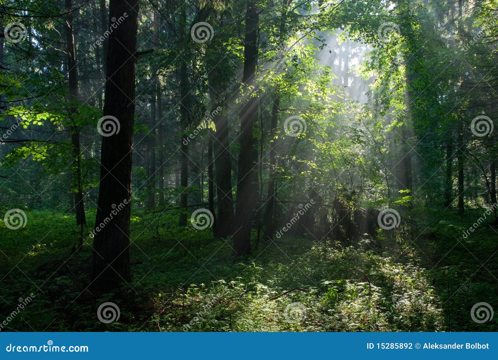 Sunbeam Entering Rich Deciduous Forest Stock Photo - Image of rise ...