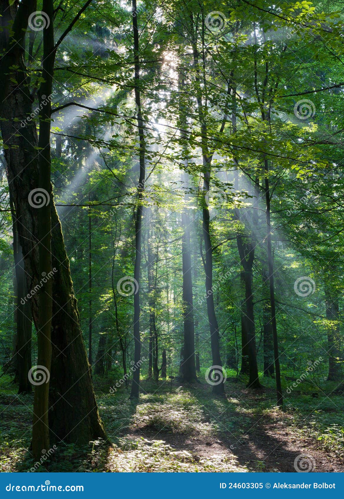 Sunbeam Entering Rich Deciduous Forest Stock Image - Image of nature ...
