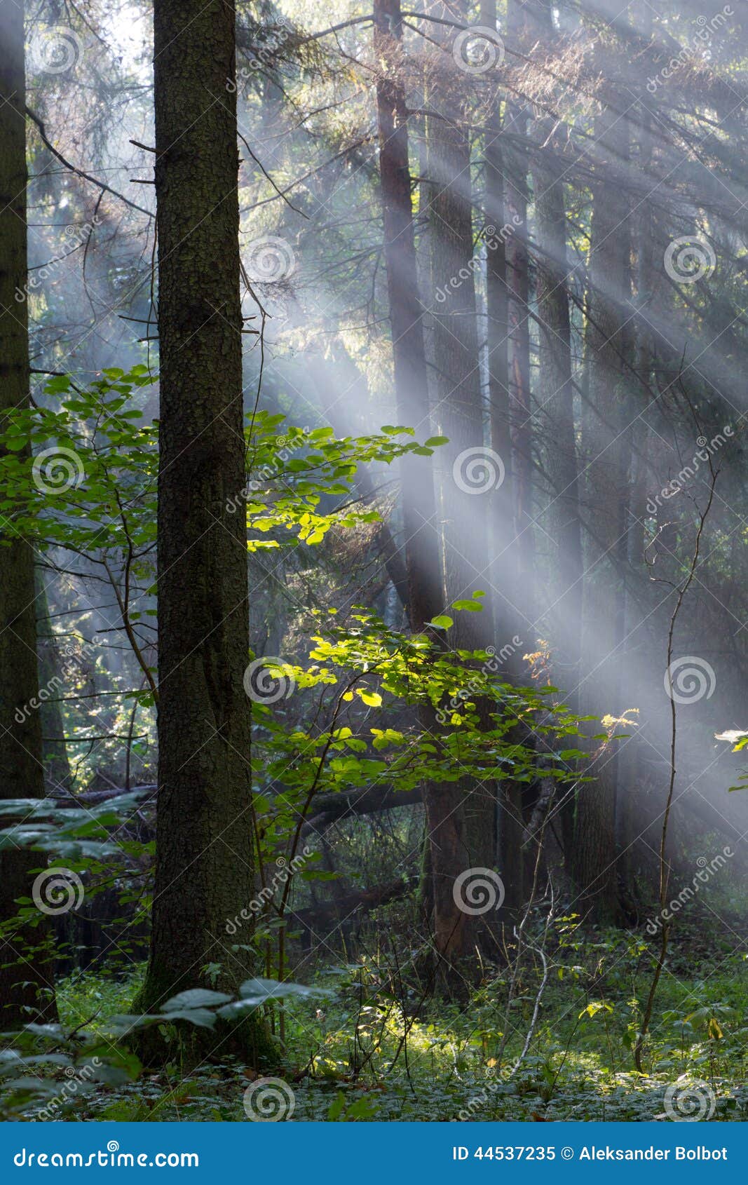 Sunbeam Entering Rich Deciduous Forest Stock Image - Image of landmark ...
