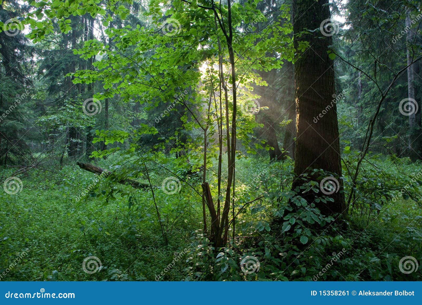 Sunbeam Entering Rich Deciduous Forest Stock Photography ...