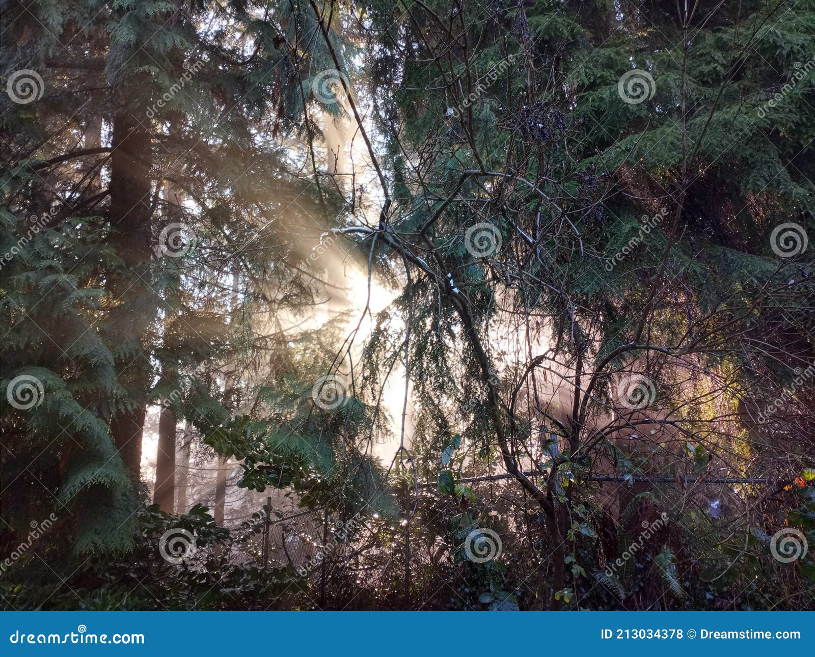 Sunbeam in the Forest stock photo. Image of autumn, jungle - 213034378