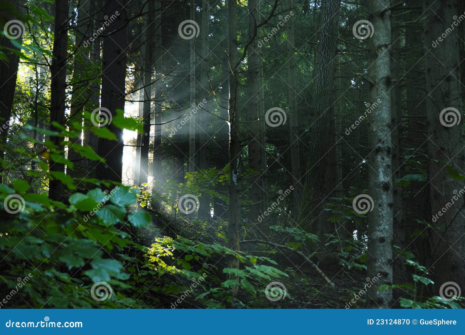 Sunbeam in the Forest stock photo. Image of shade, forest - 23124870