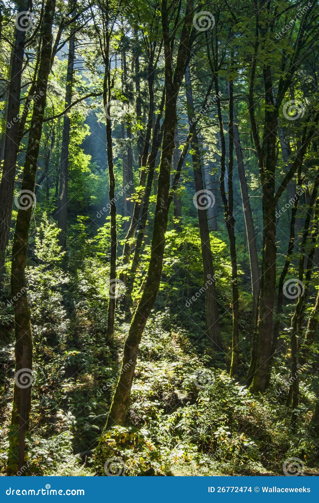 Sunbeam in Forest stock photo. Image of quiet, nature - 26772474