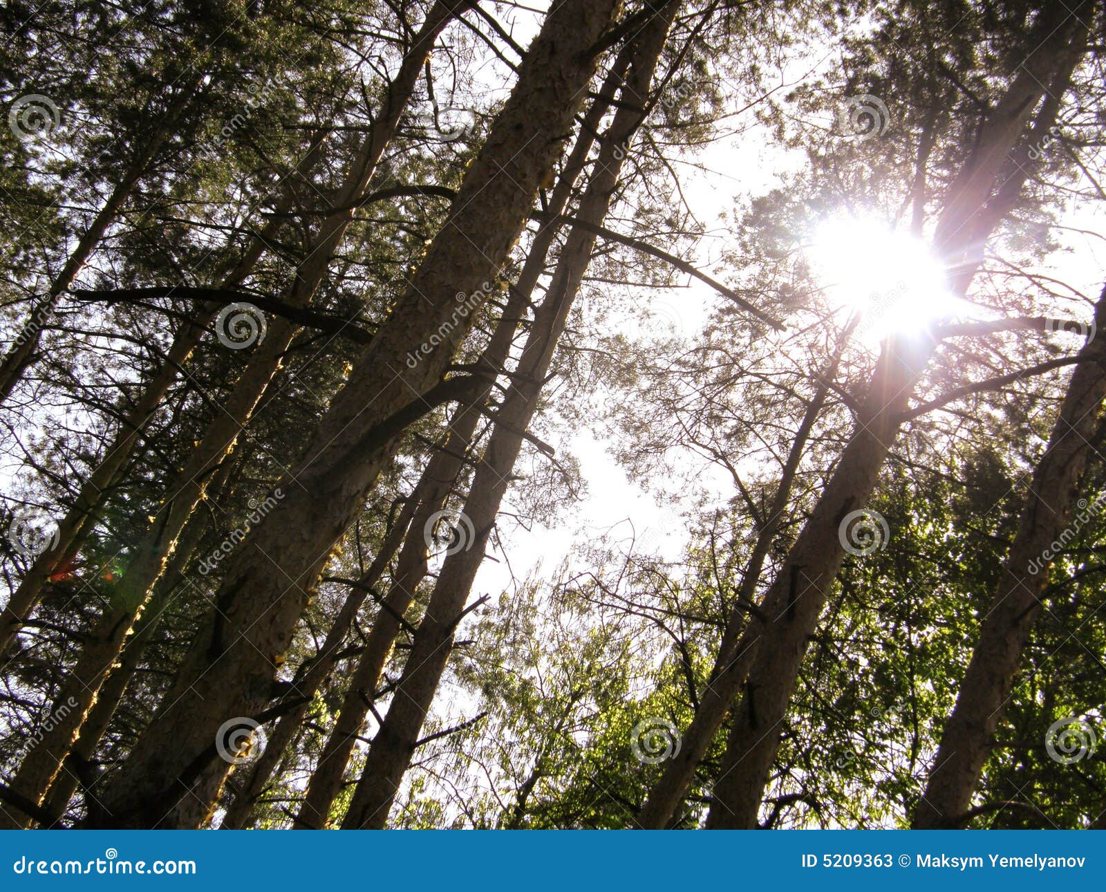 Sunbeam Through Forest Royalty-Free Stock Photo | CartoonDealer.com ...