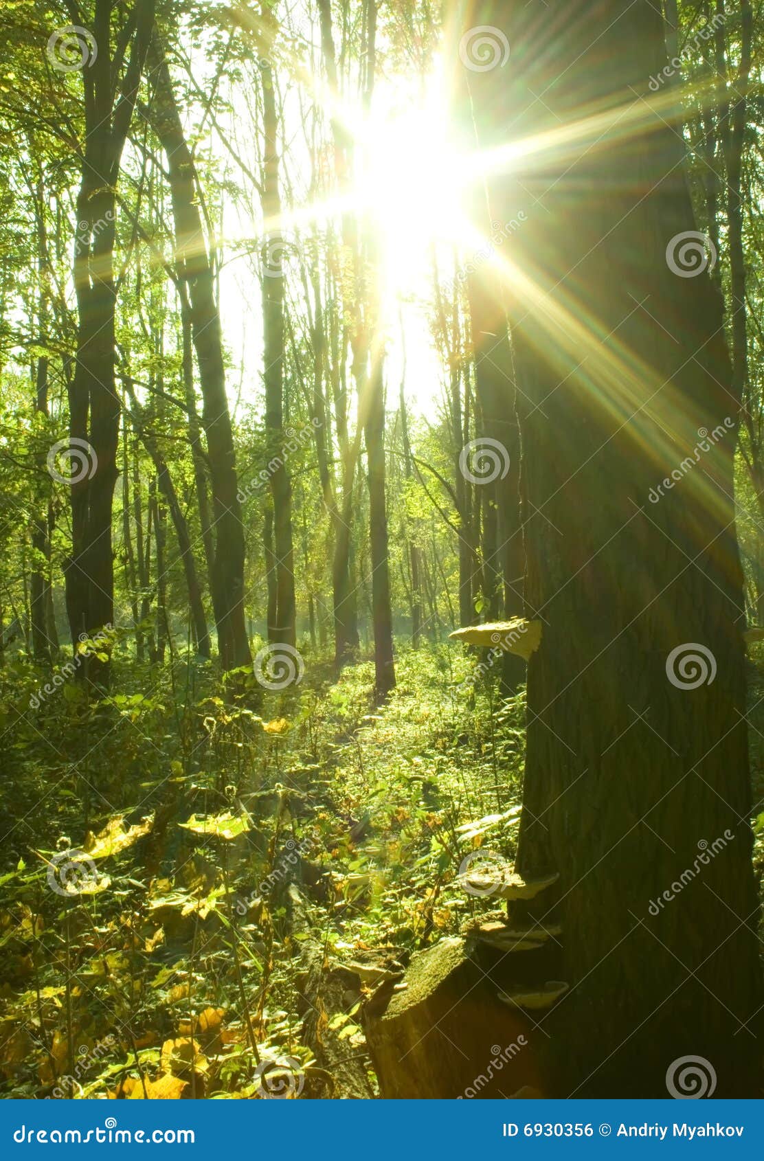 Sunbeam in a forest stock photo. Image of october, boreal - 6930356