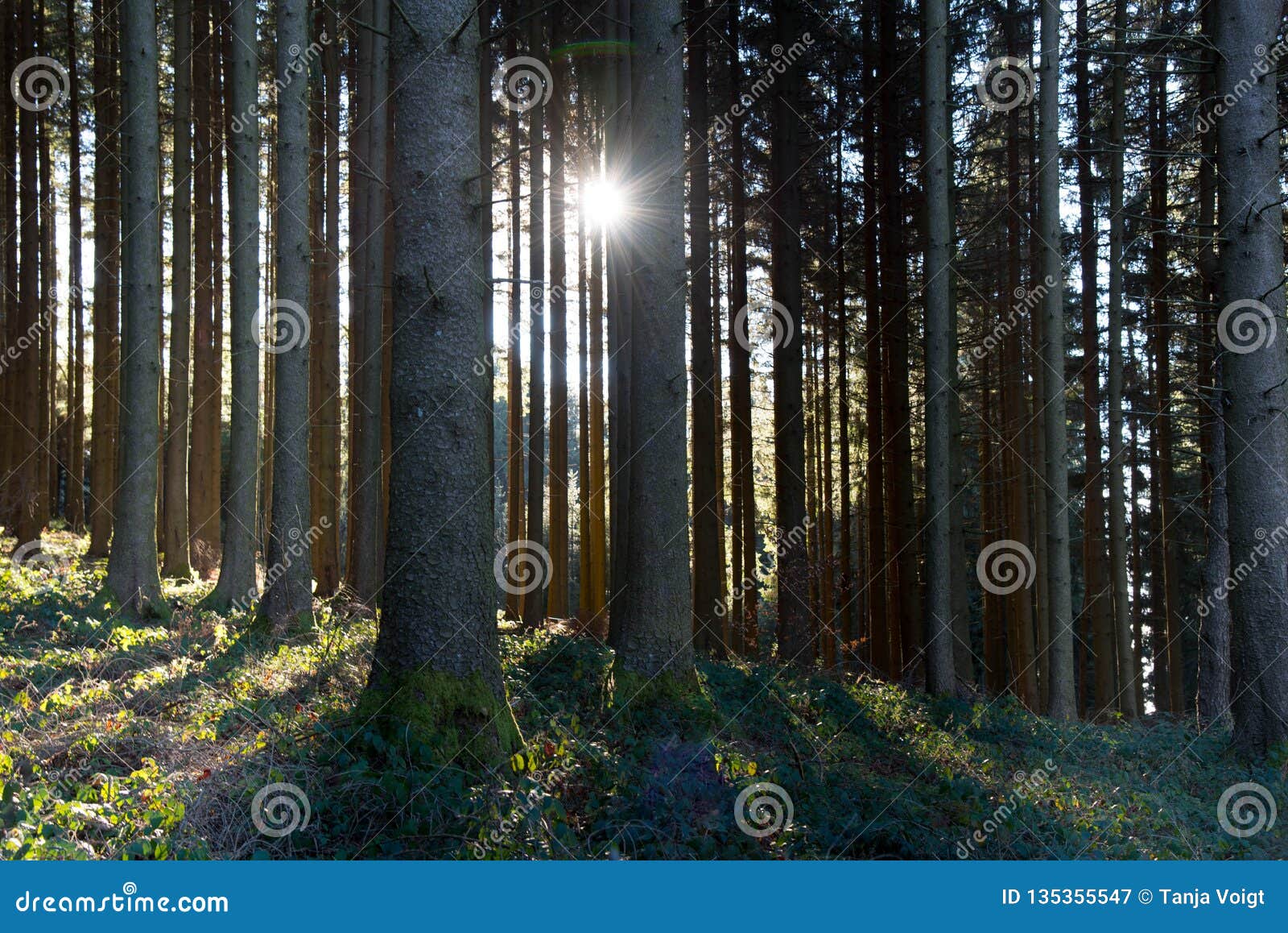 Sunbeam in the Forest of the Black Forest Editorial Photography - Image ...