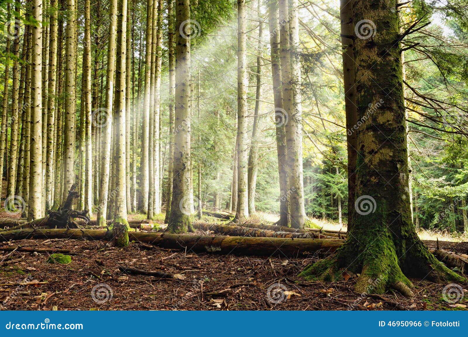Sunbeam into the forest stock photo. Image of forest - 46950966