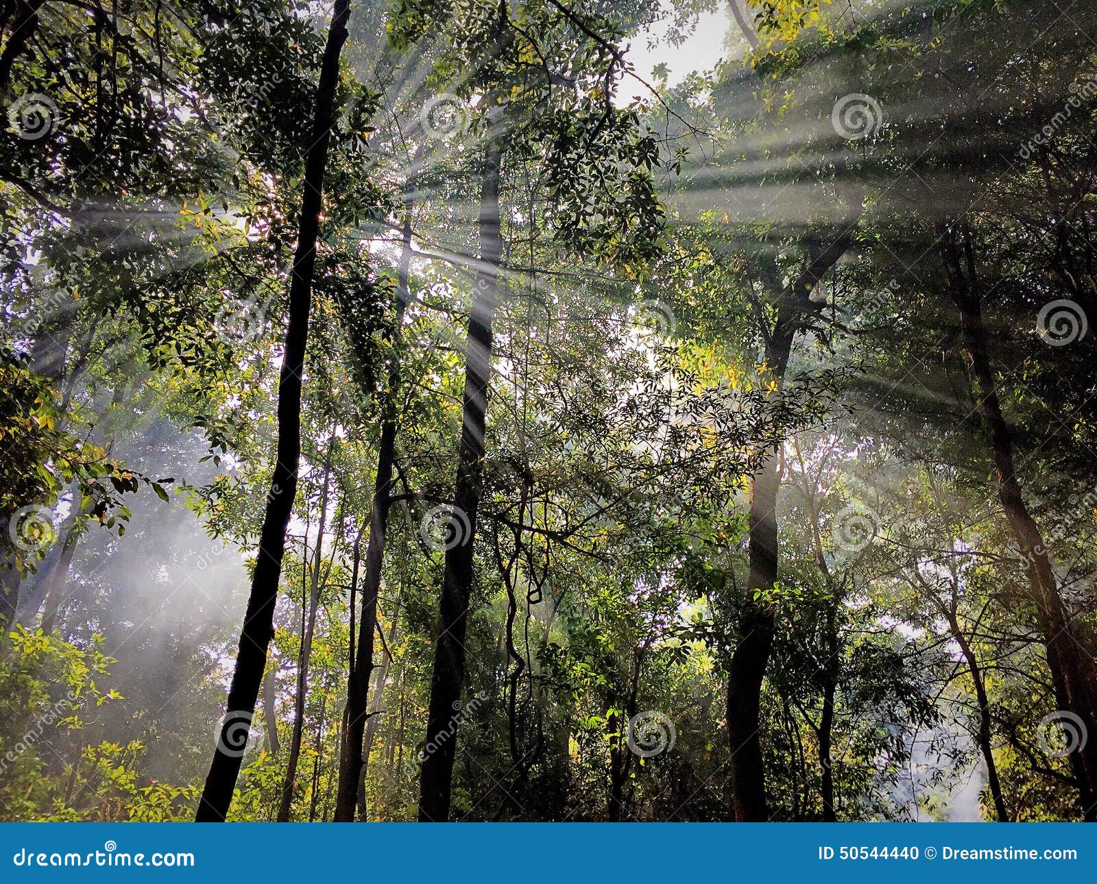 Sunbeam stock photo. Image of green, sunset, mysterious - 50544440