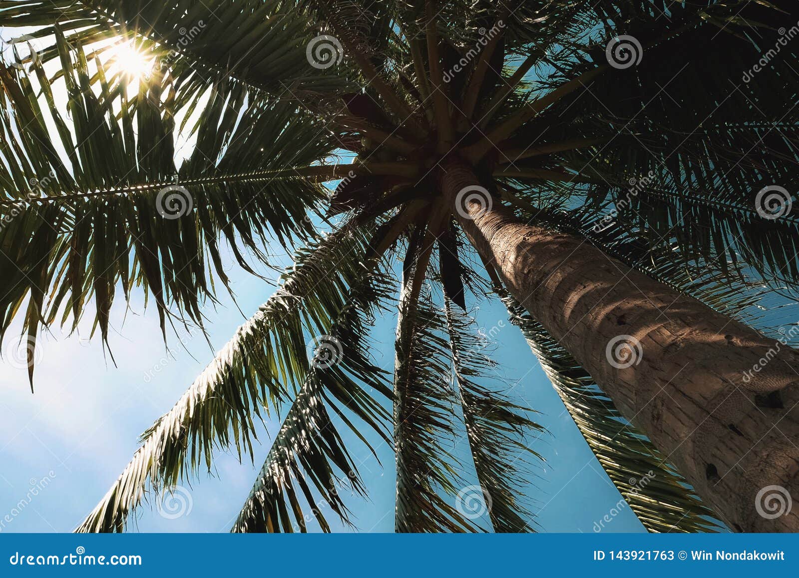 Under the coconut tree stock image. Image of palm, coconut - 143921763