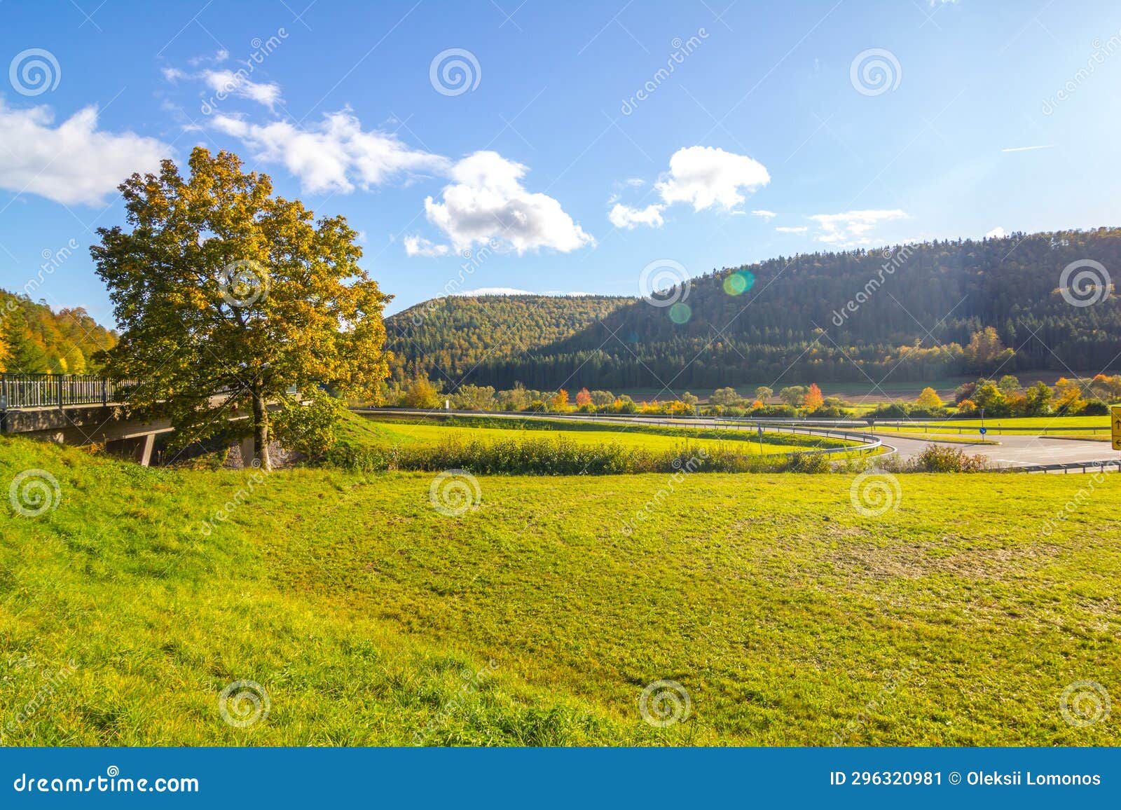 A Sunbeam in the Middle of a Forest with Trees and Bushes on Either ...