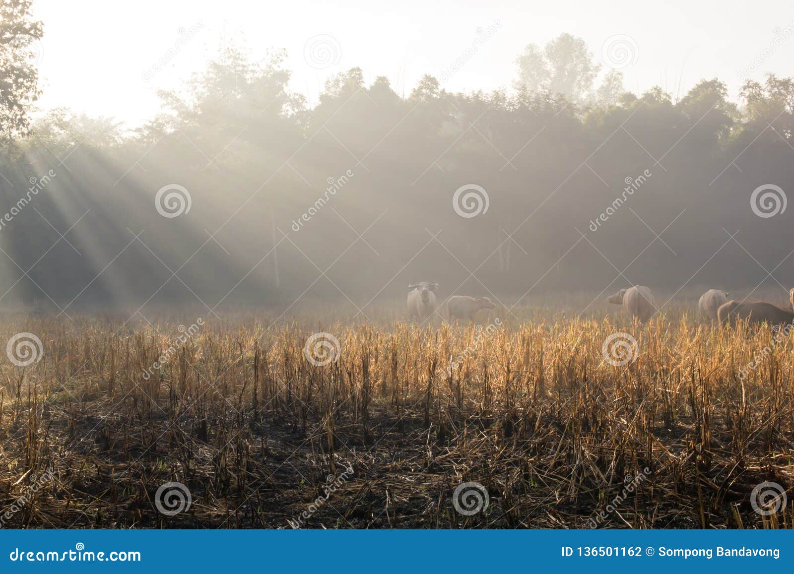 Sunbeam in rice field. stock photo. Image of travel - 136501162