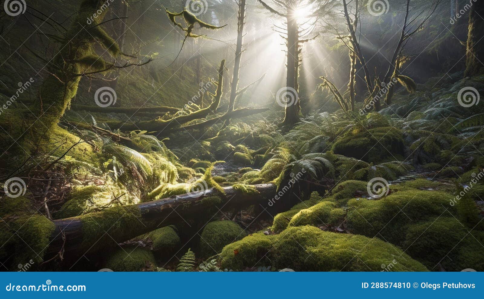 A Sunbeam Shines through the Trees in the Forest Stock Illustration ...