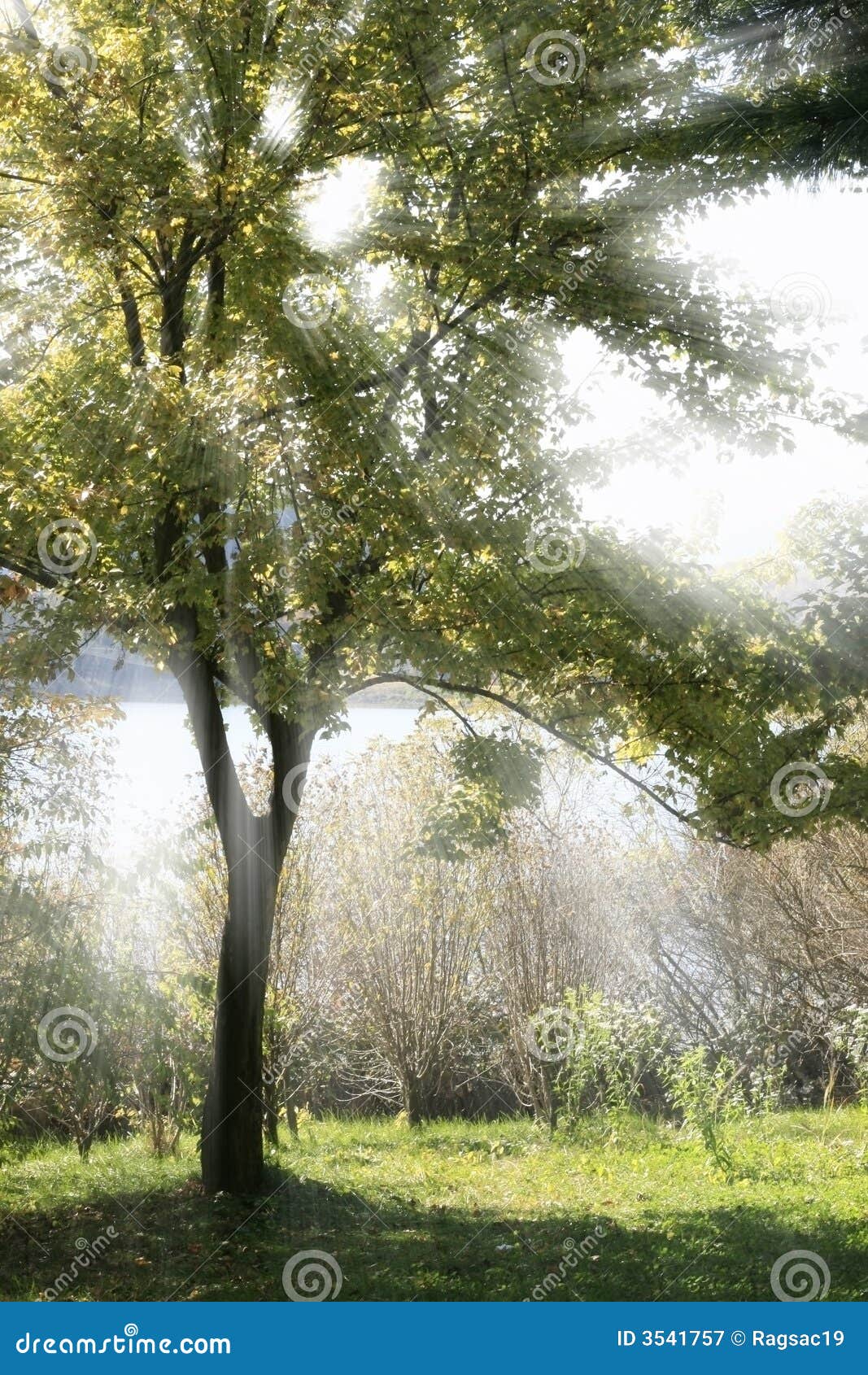 Sunbeam through a Tree stock image. Image of wood, beam - 3541757