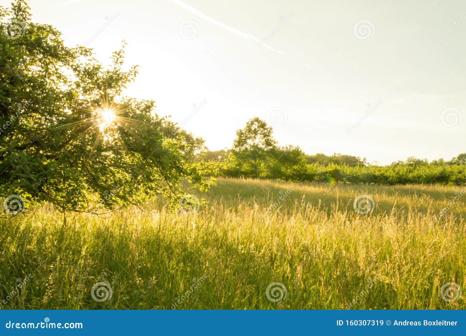 Sunbeam through Tree and Bright Spring Meadow Stock Image - Image of ...