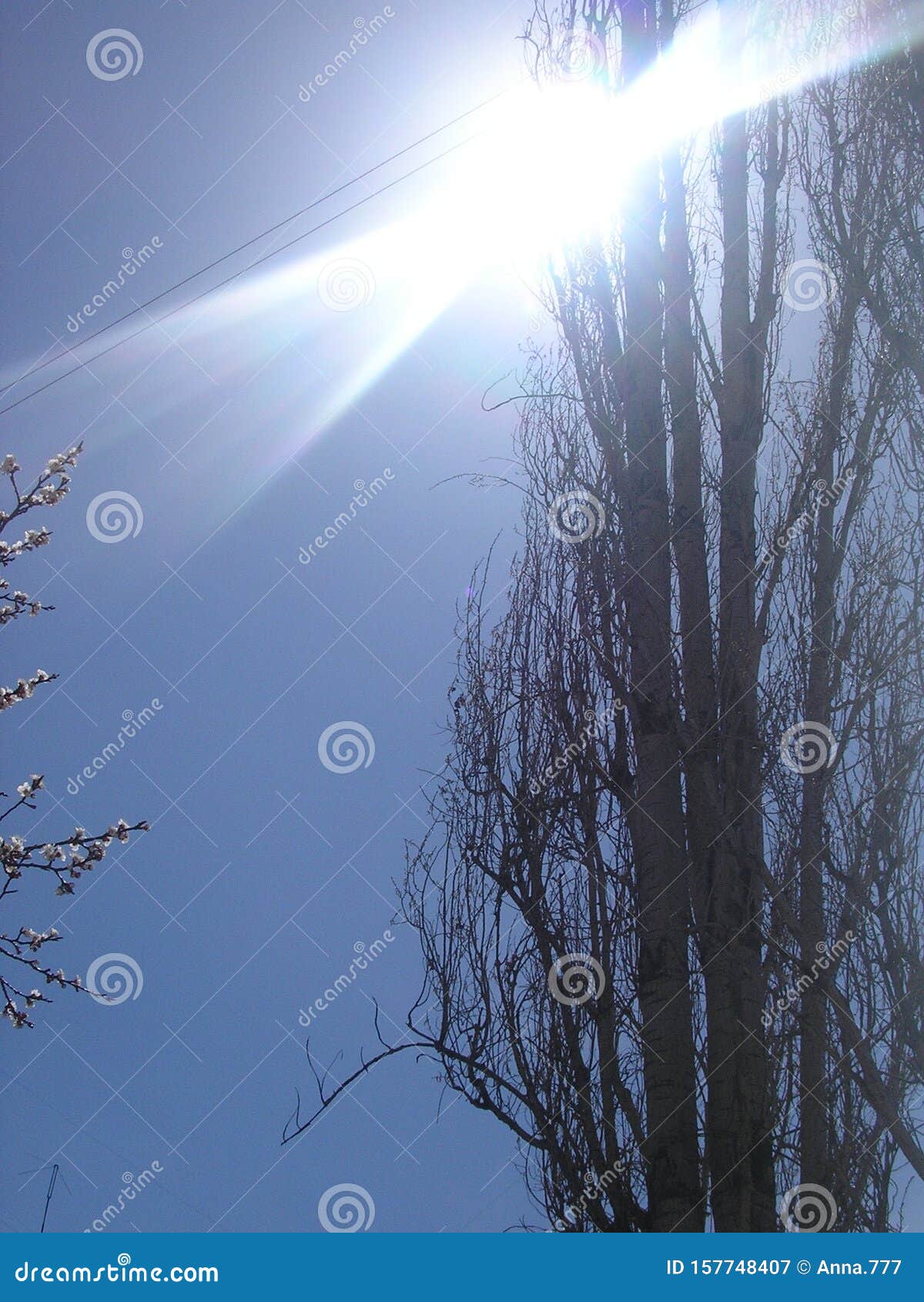 Sunbeam on a Tree in Spring Stock Image - Image of morning, blue: 157748407