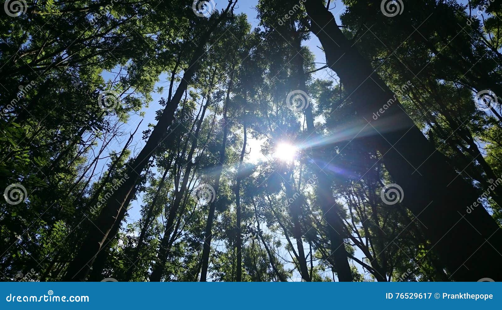 Sunbeam through trees stock image. Image of frontlight - 76529617