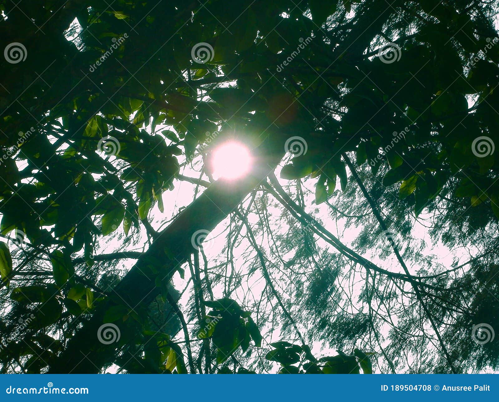 Sunbeam through trees stock photo. Image of shines, india - 189504708