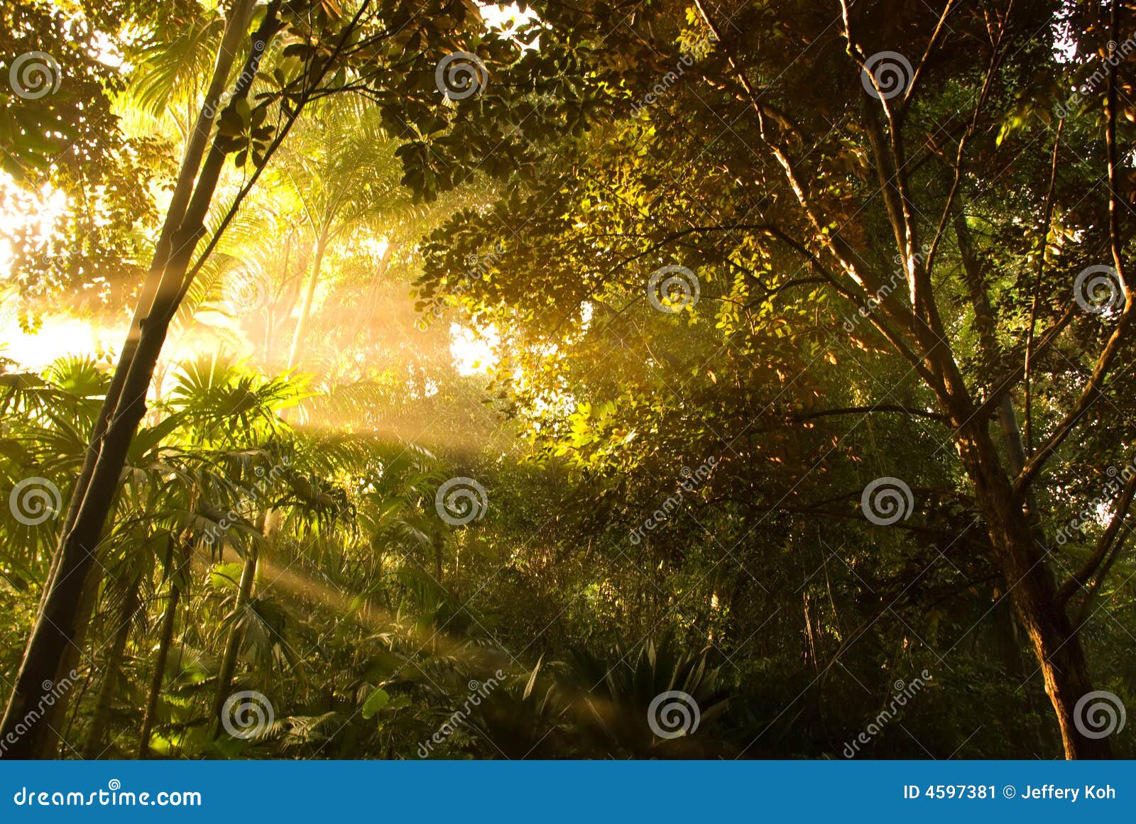 Sunbeams stock image. Image of illumination, rays, forest - 4597381