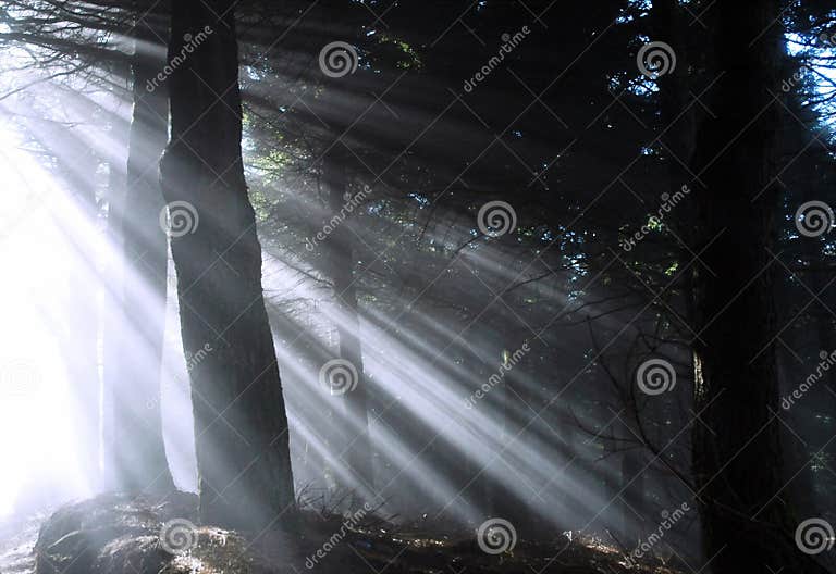 Sunbeams stock image. Image of branches, vegetation, sunset - 72821