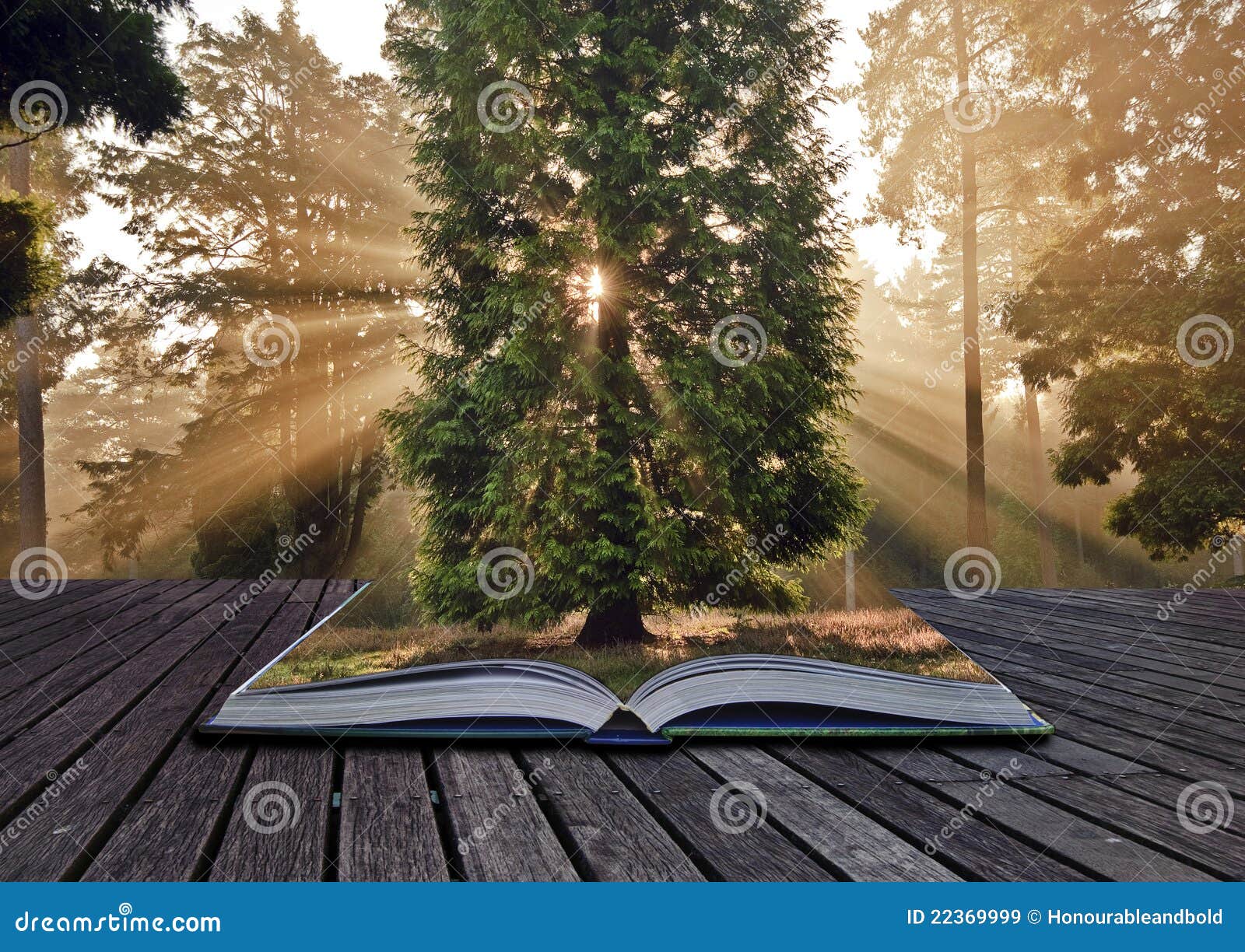 Sunbeams Autumn Fall Forest Landscape Book Stock Image - Image of ...