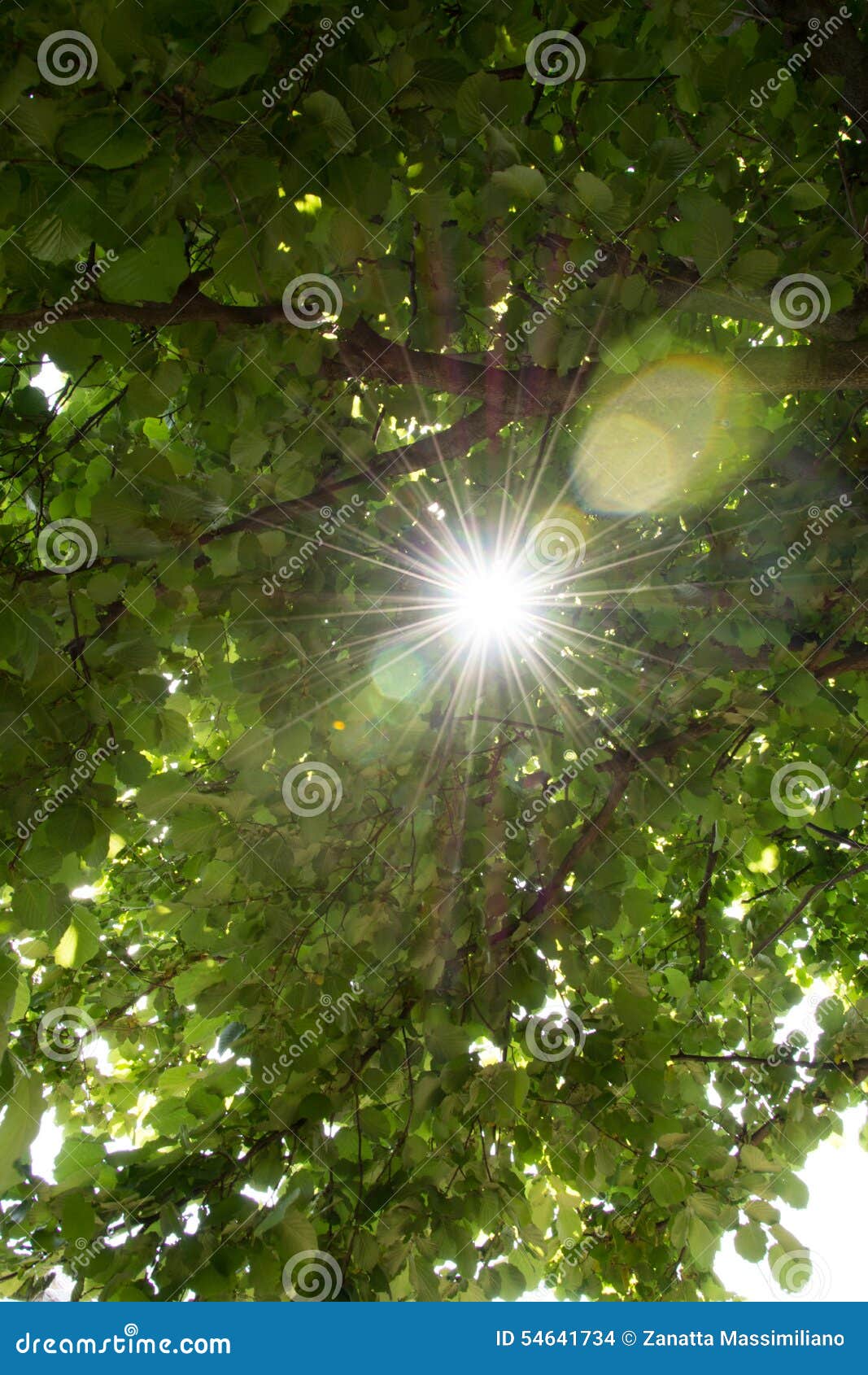 Sunbeams stock photo. Image of leaves, tree, emerge, green - 54641734