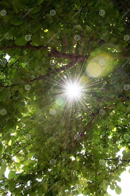 Sunbeams stock photo. Image of leaves, tree, emerge, green - 54641734