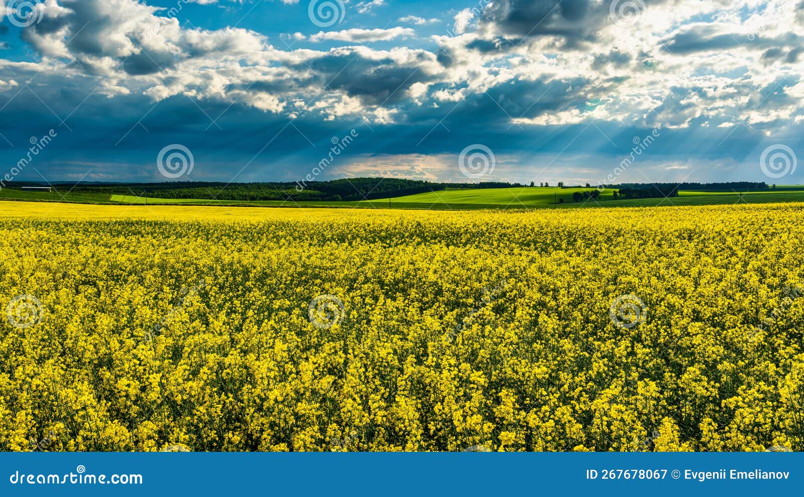 Sunbeams Breaking through the Clouds in a Rapeseed Field. Stock Image ...