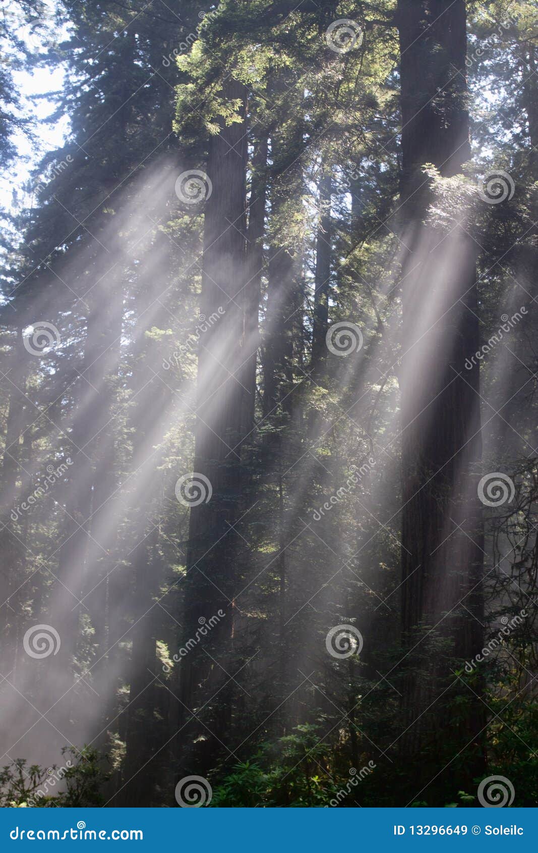 Sunbeams in forest stock image. Image of sunlight, peaceful - 13296649