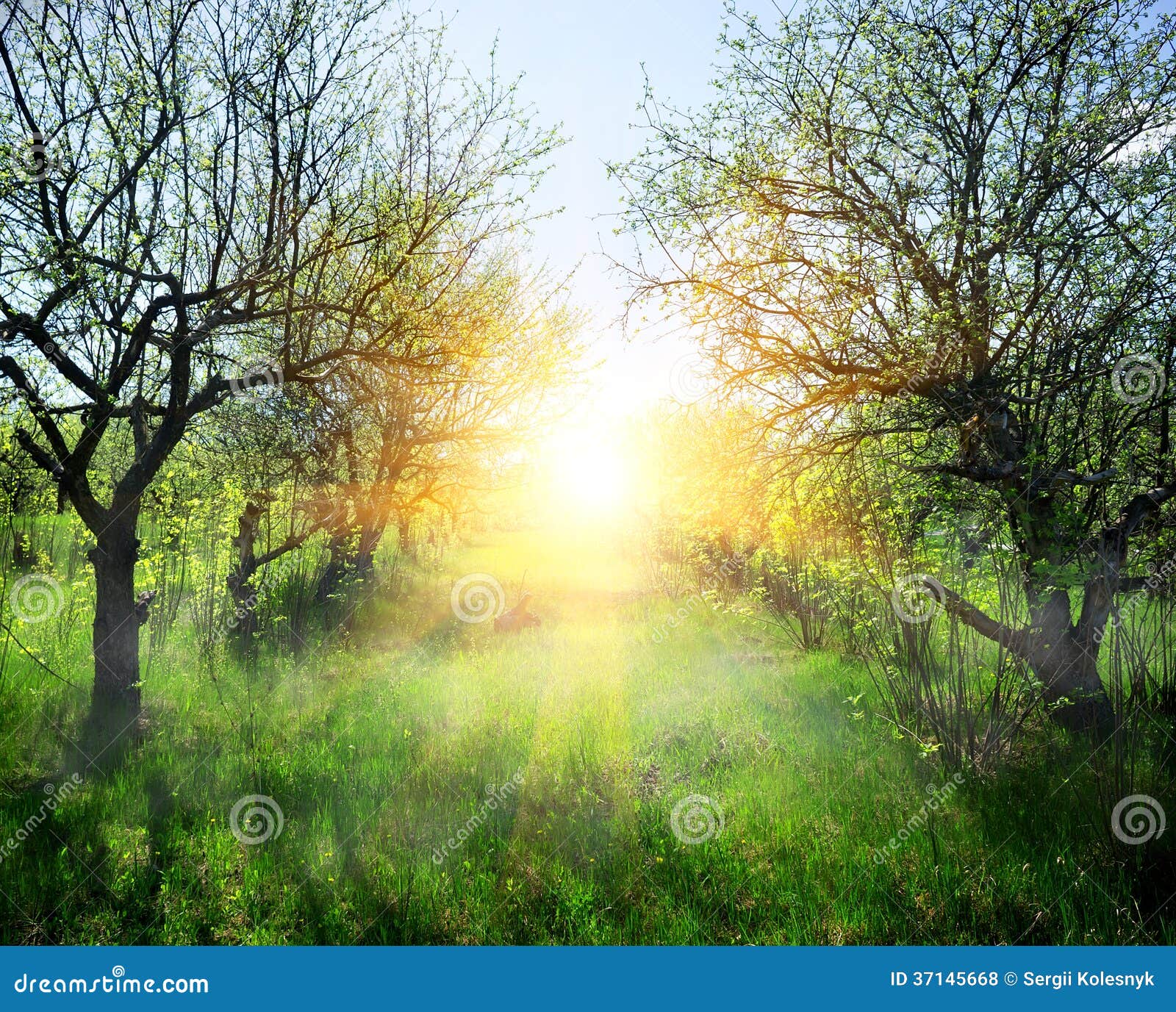 Sunbeams in the forest stock photo. Image of natural - 37145668