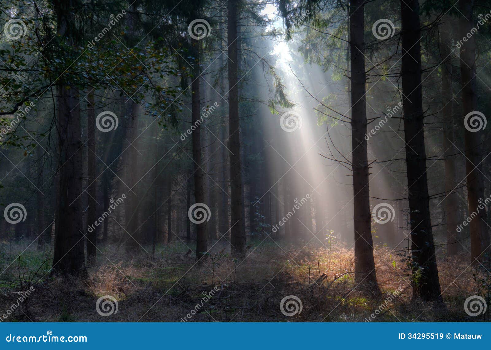 Sunbeams in a forest stock image. Image of forest, tree - 34295519