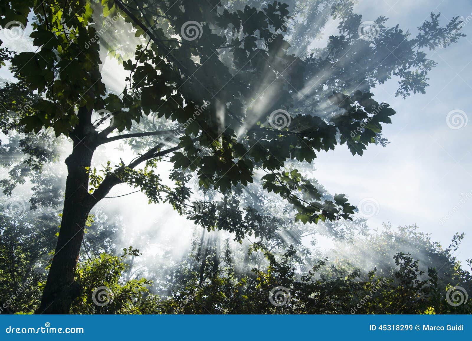 Sunbeams in the forest stock image. Image of leaf, relaxation - 45318299