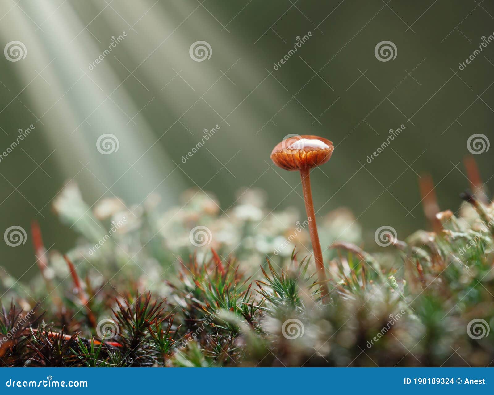 Sunbeams on forest floor stock photo. Image of grass - 190189324