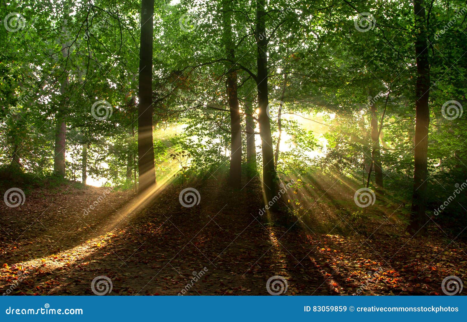 Sunbeams In Forest Picture. Image: 83059859
