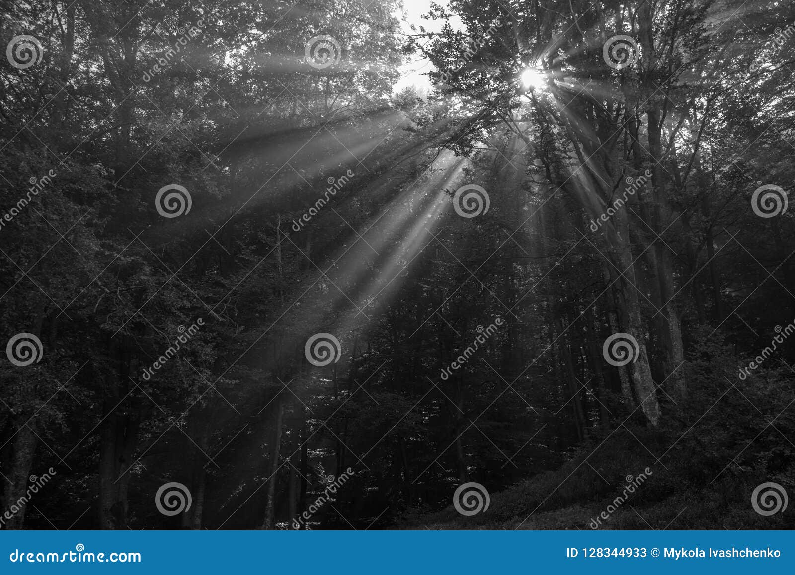Sunbeams in Forest: Black-and-white Image Stock Image - Image of ...