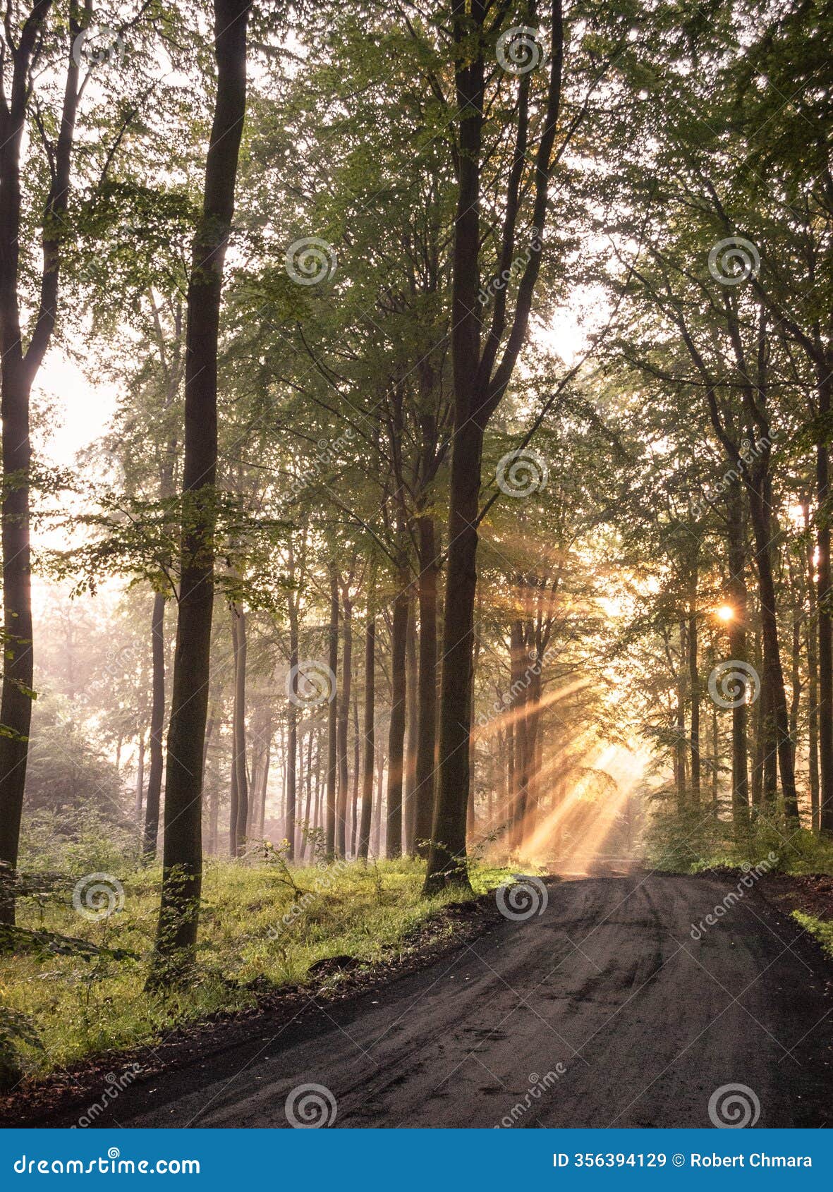 Sunbeams through the Forest Path at Dawn Stock Image - Image of path ...