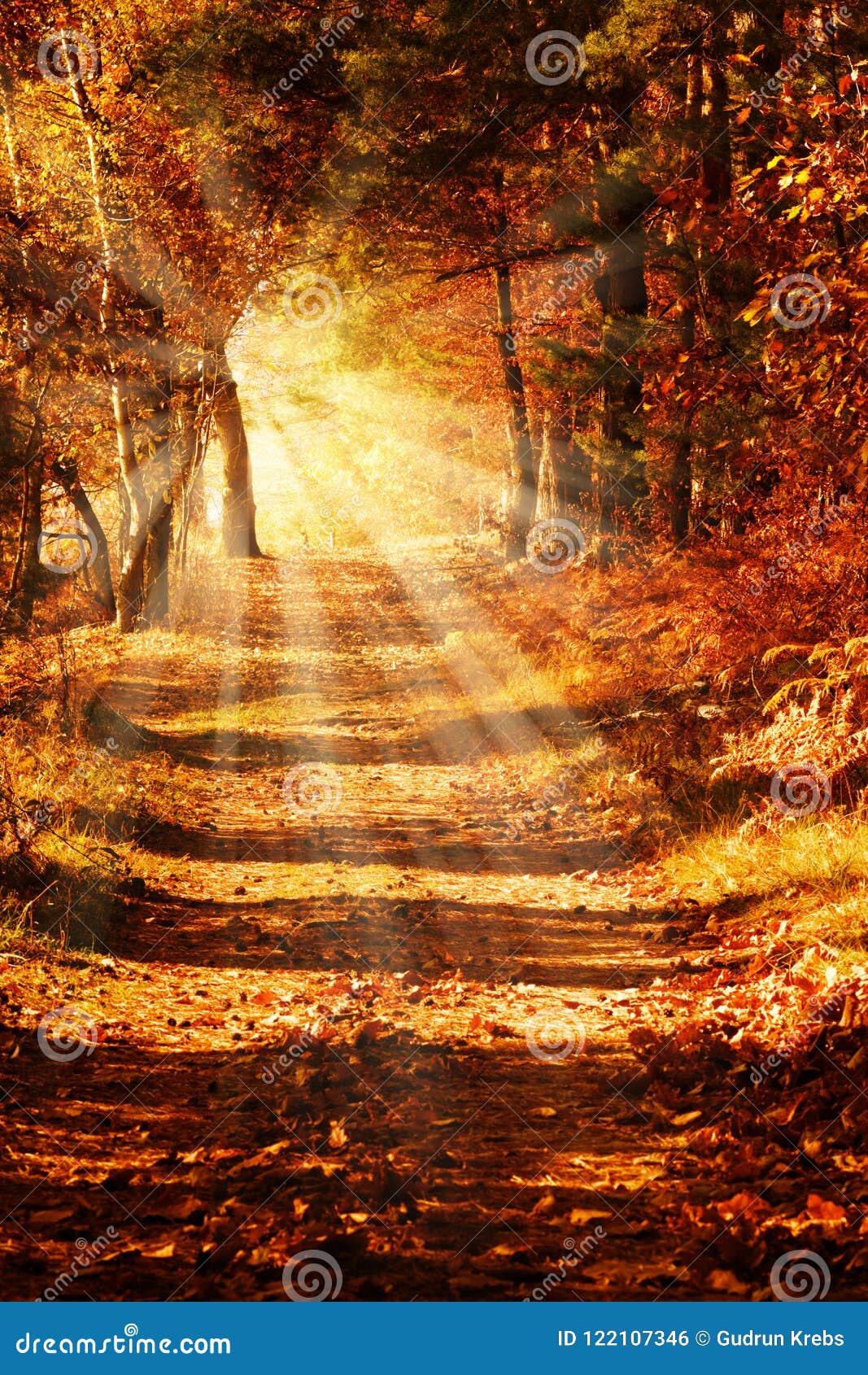Sunny Forest Path in Autumn Stock Photo - Image of idyll, gold: 122107346