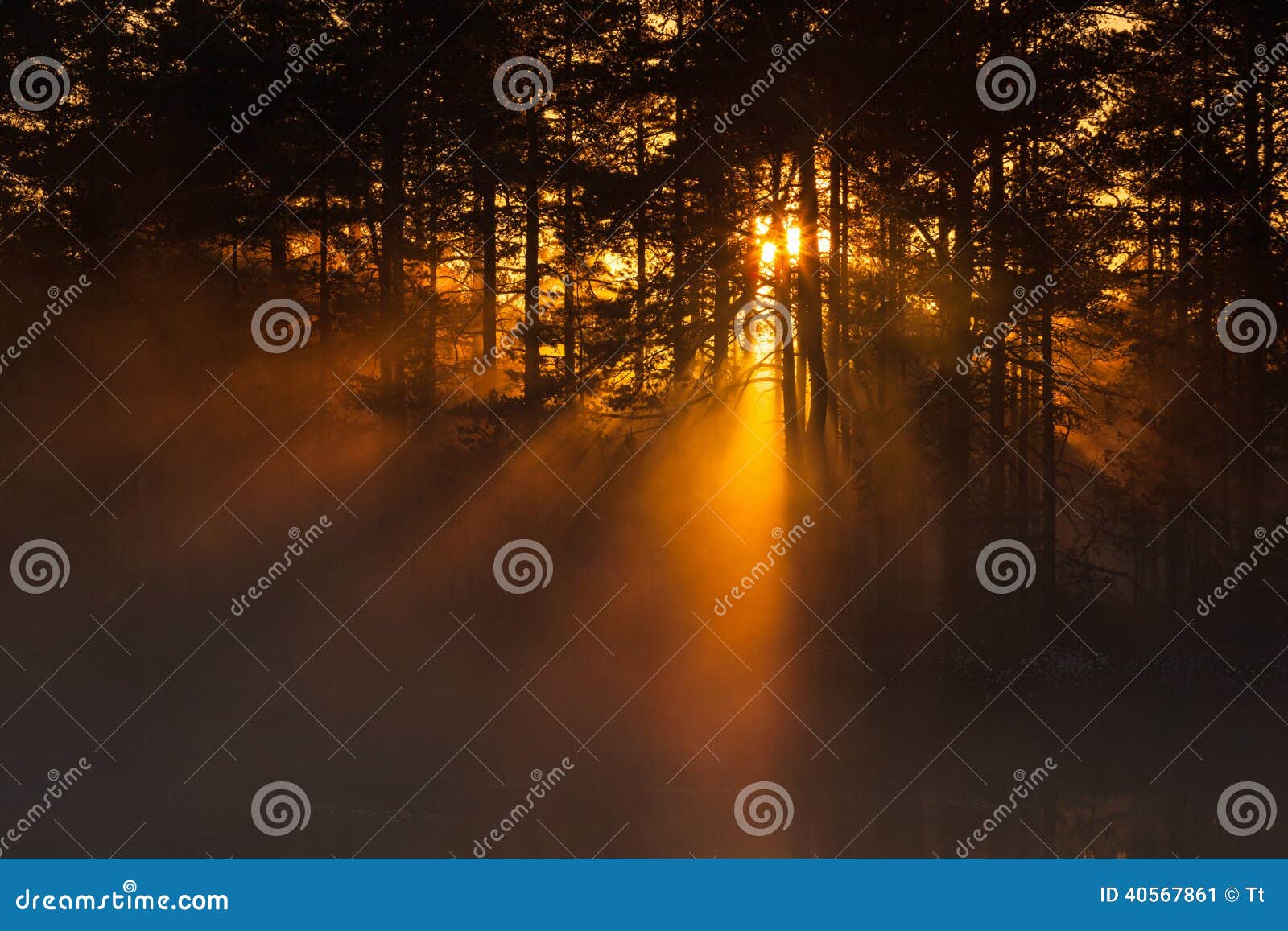 Sunbeams through the Forest at Sunrise Stock Image - Image of sunset ...