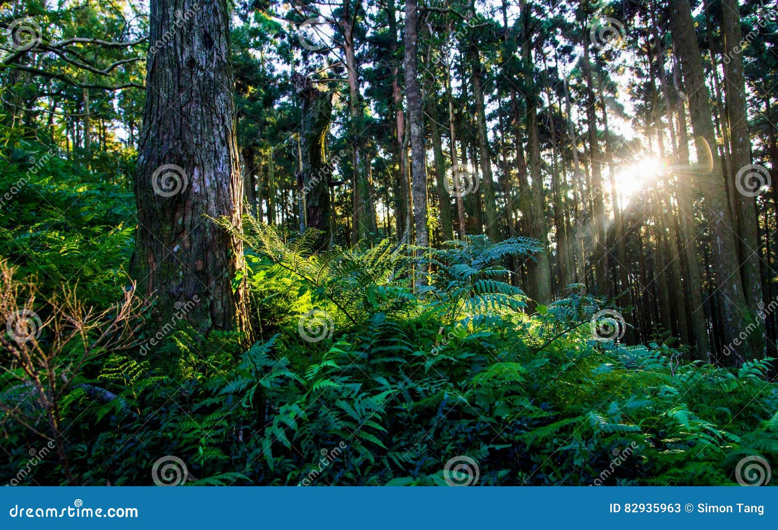 Sunbeams in forest stock image. Image of light, rural - 82935963