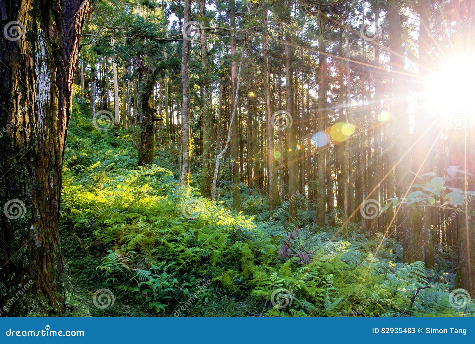 Sunbeams in green forest stock image. Image of fresh - 82935483