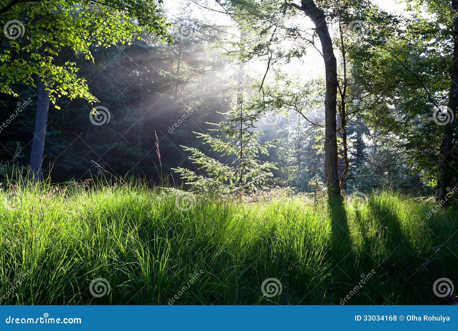 Sunbeams in green forest stock photo. Image of seasonal - 33034168