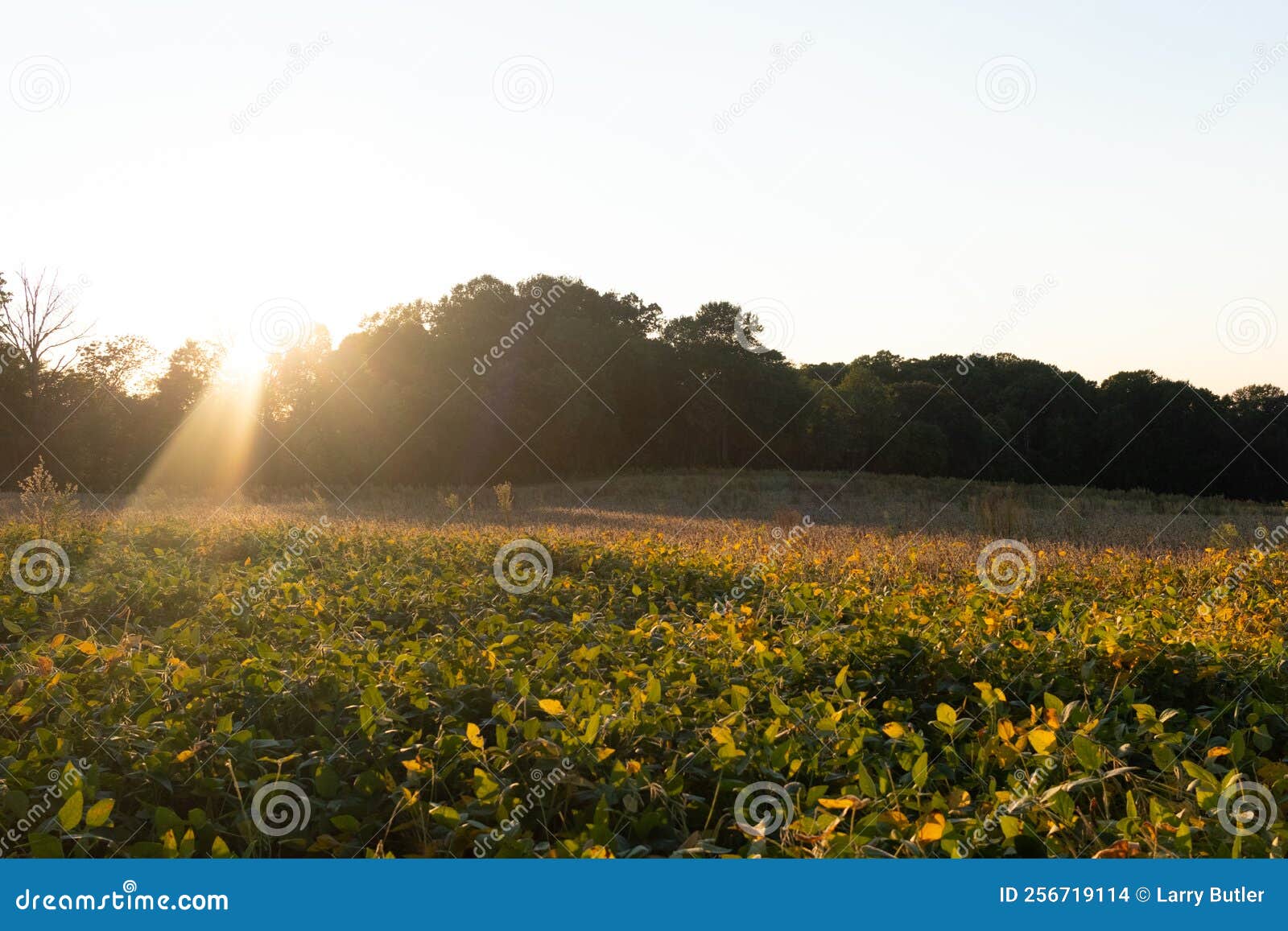 Sunbeams Lighting Up the Field with a Soft Golden Glow Stock Photo ...