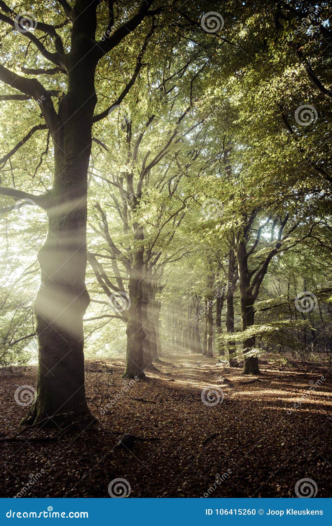 Sunbeams in Misty Autumn Forest Stock Photo - Image of path, road ...