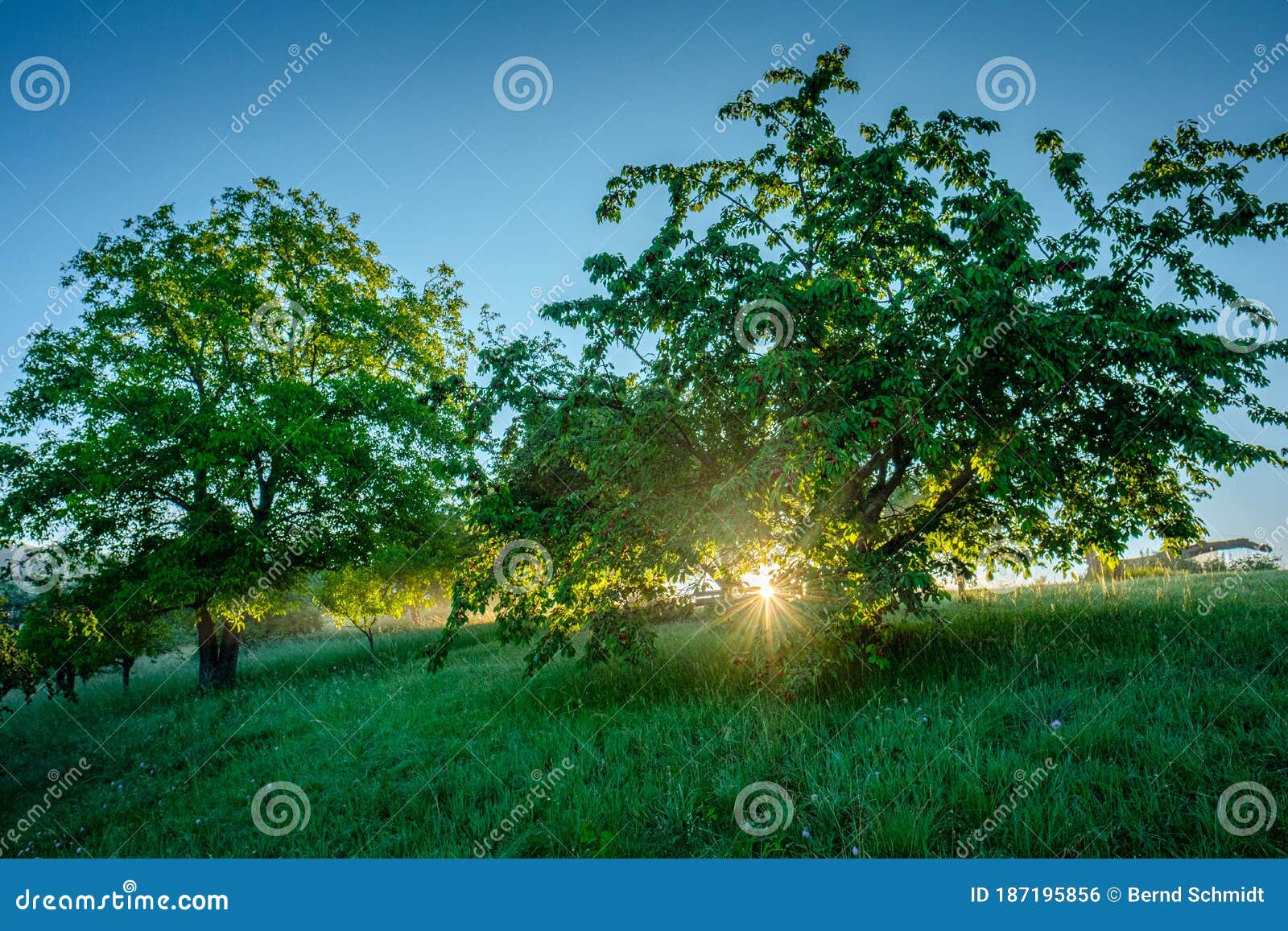 Sunbeams in Morning between Cherry Trees Stock Photo - Image of organic ...
