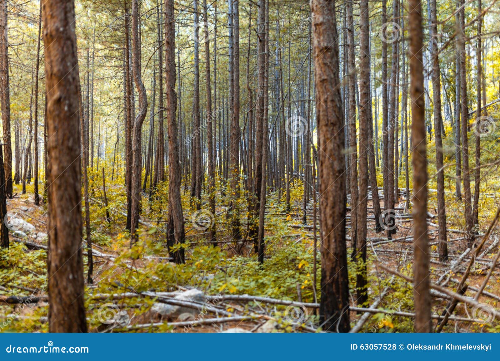 Sunbeams in Natural Spruce Forest Stock Photo - Image of pine, beam ...