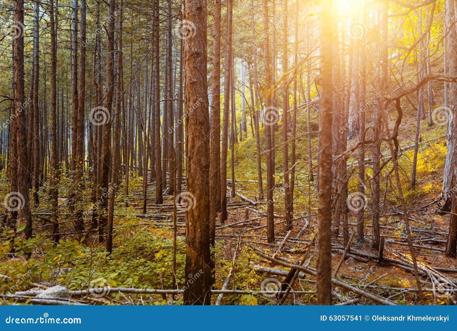 Sunbeams in Natural Spruce Forest Stock Image - Image of nature ...
