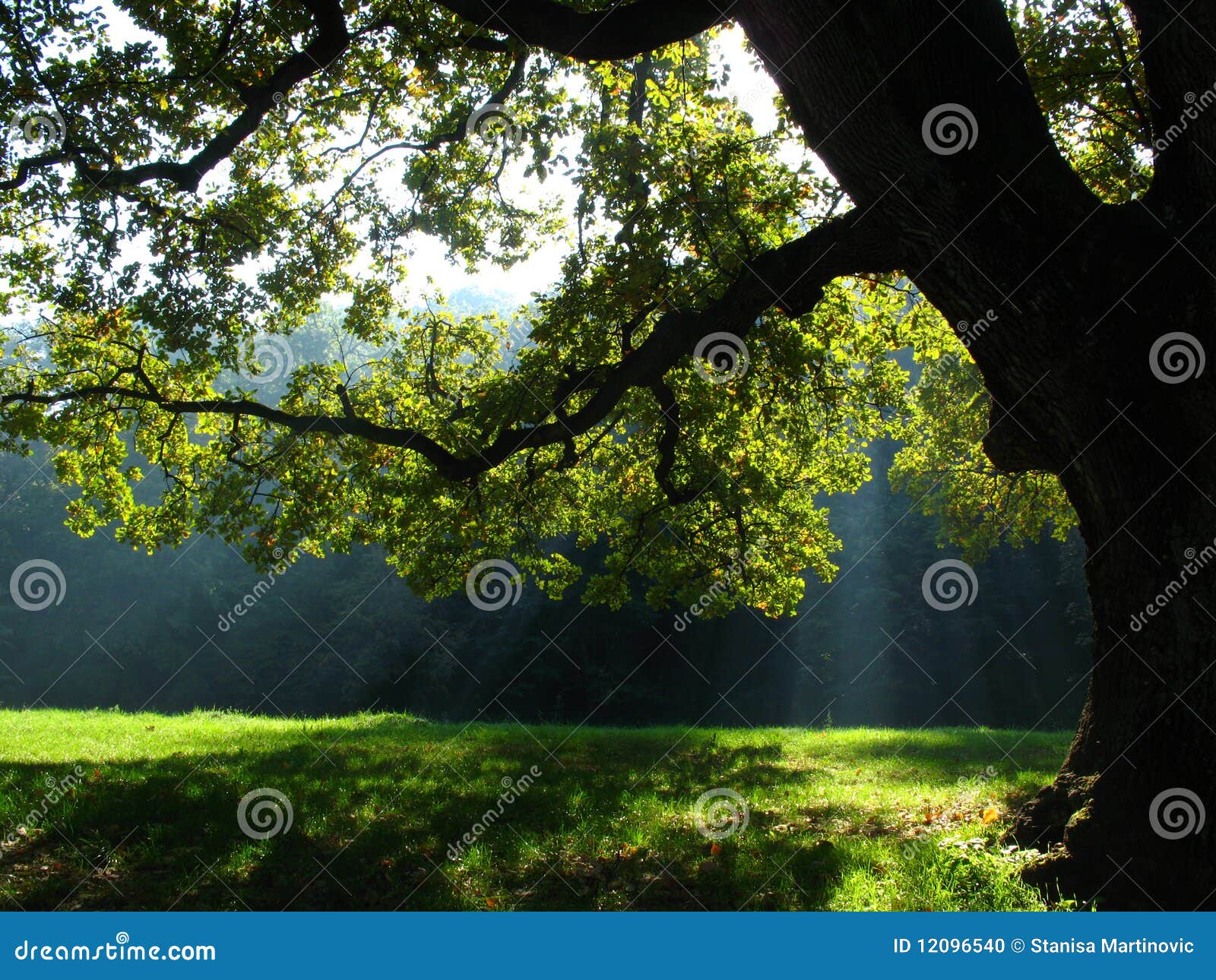 7,065 Trough Tree Stock Photos - Free & Royalty-Free Stock Photos from ...