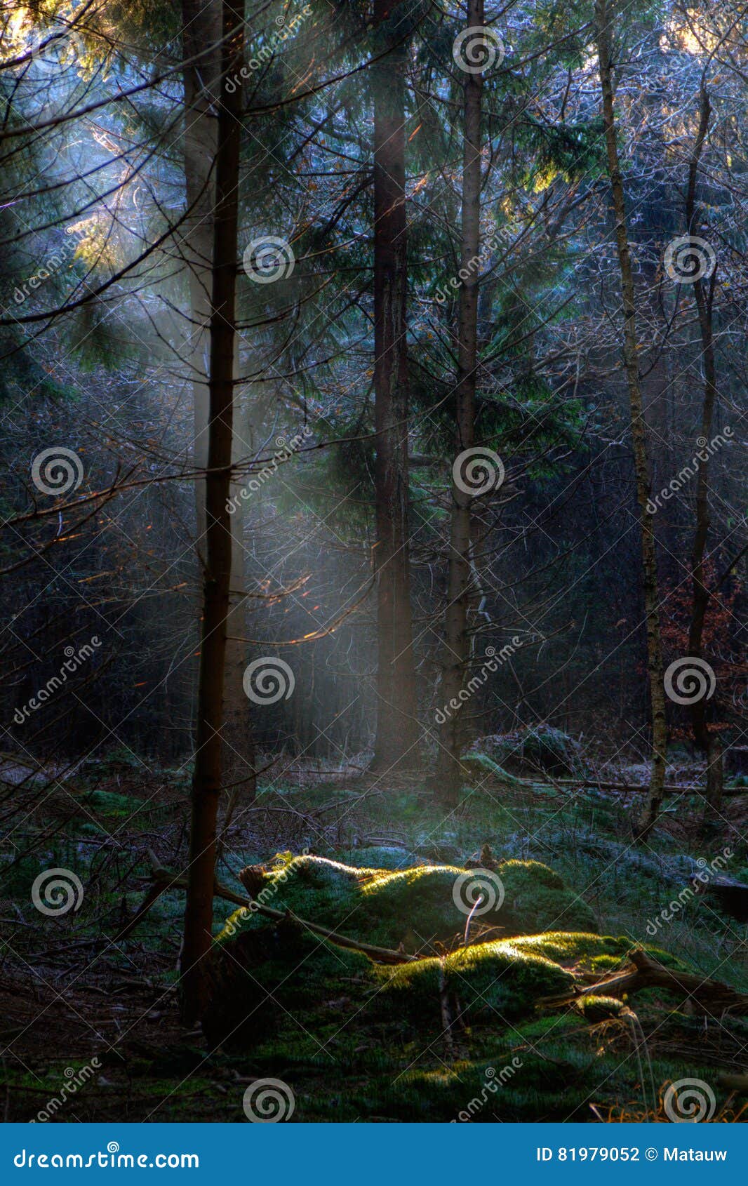 Sunbeams in pine forest stock photo. Image of trees, lightens - 81979052