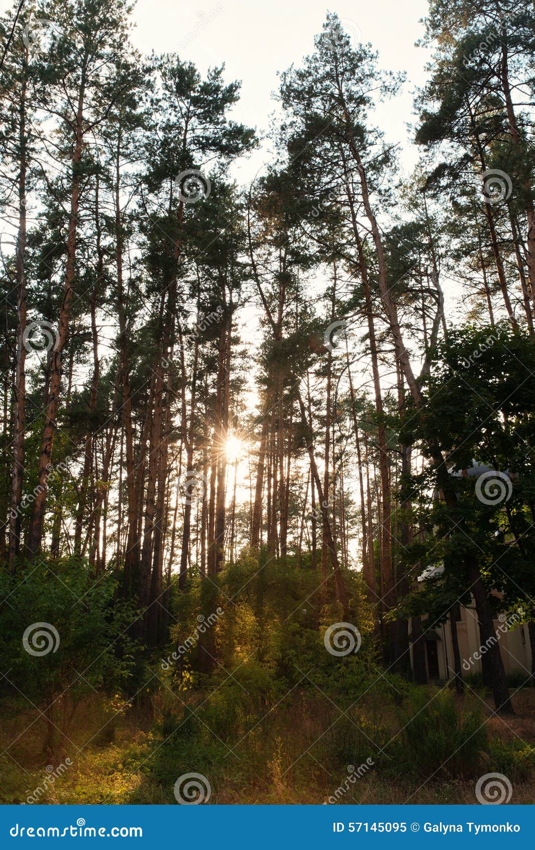Sunbeams Pour through Trees in Forest Stock Image - Image of dream ...
