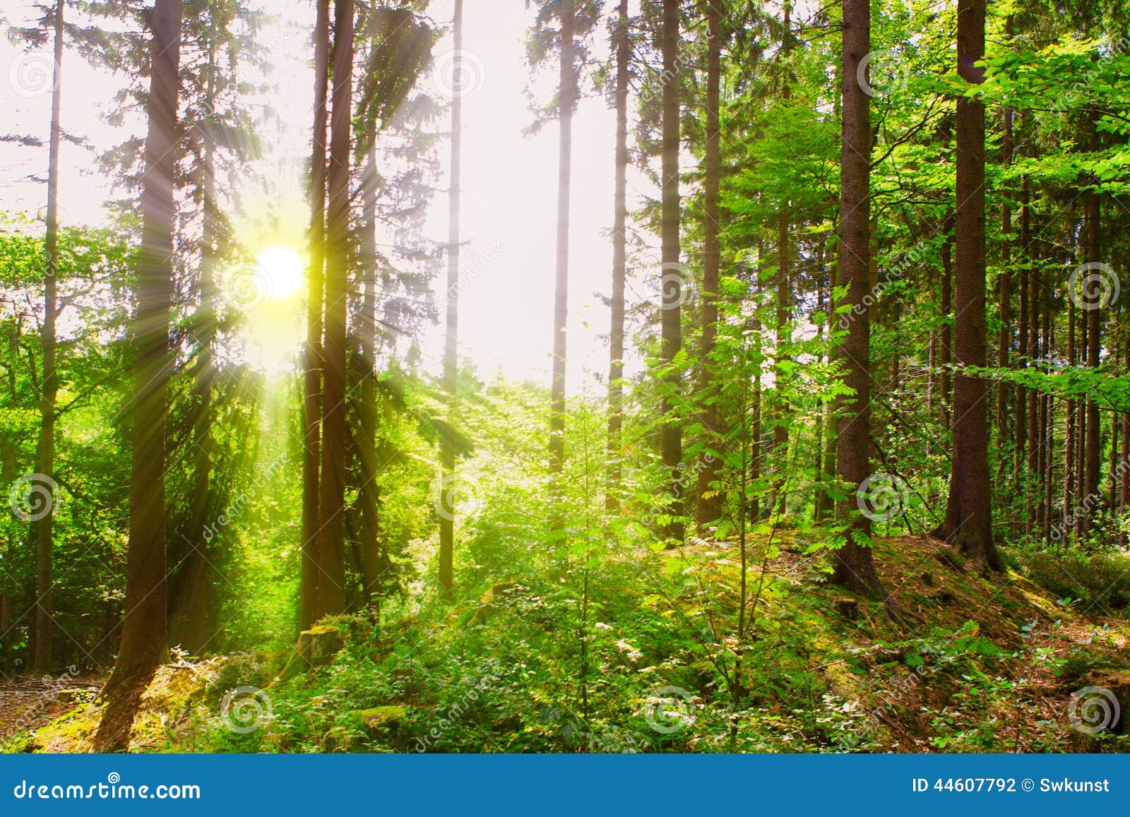 Sunbeams Pour through Trees in Forest. Stock Photo - Image of ...